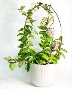 Home Green Plant Search, To Help You Create A Spiritual Corner Of The ...