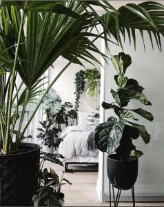 Home Green Plant Search, To Help You Create A Spiritual Corner Of The ...