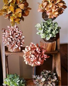 Home Green Plant Search, To Help You Create A Spiritual Corner Of The ...