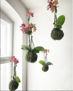 Home Green Plant Search, To Help You Create A Spiritual Corner Of The ...