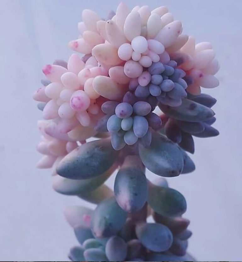 How to keep the succulent plants full and watery? It's super simple to ...