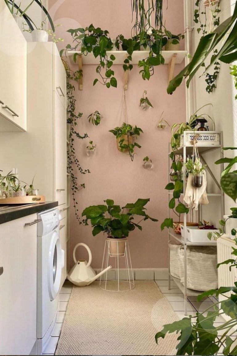 Green Plants Bring Benefits to Home Decoration, Let you Expect?